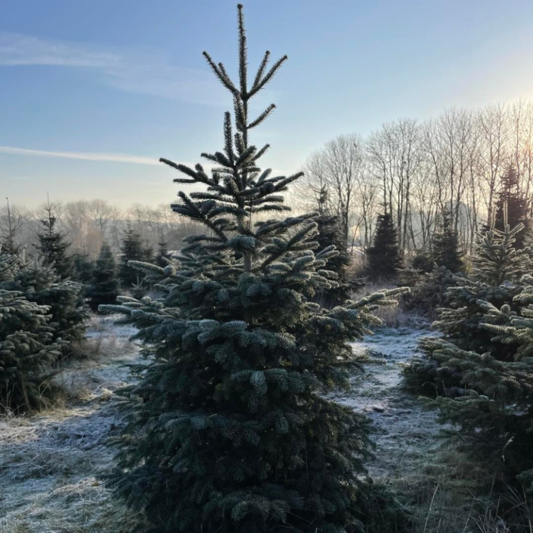 Christmas Tree Farm | Christmas Trees Near Me | Real Christmas Tree
